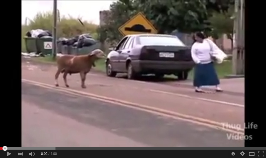 Lol: Animal Thug Life Compilation! - That's Too Funny